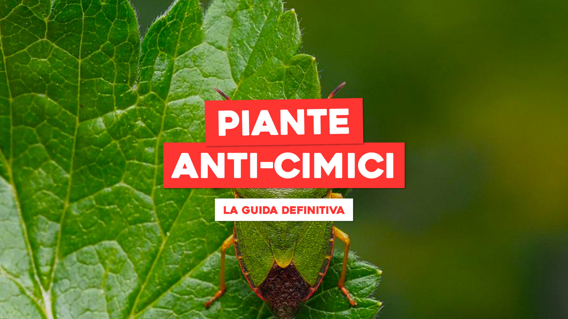 Piante anti cimici: la guida definitiva – Simegarden