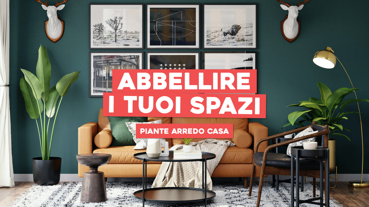 Piante arredo casa: tante idee per abbellire i tuoi spazi – Simegarden