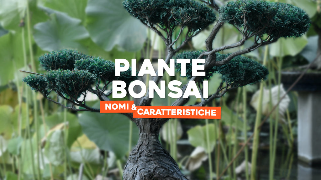 Piante bonsai: quali sono e come prendersene cura – Simegarden