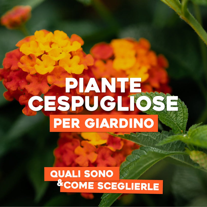 Piante con fiore azzurro: le 5 più belle da coltivare – Simegarden