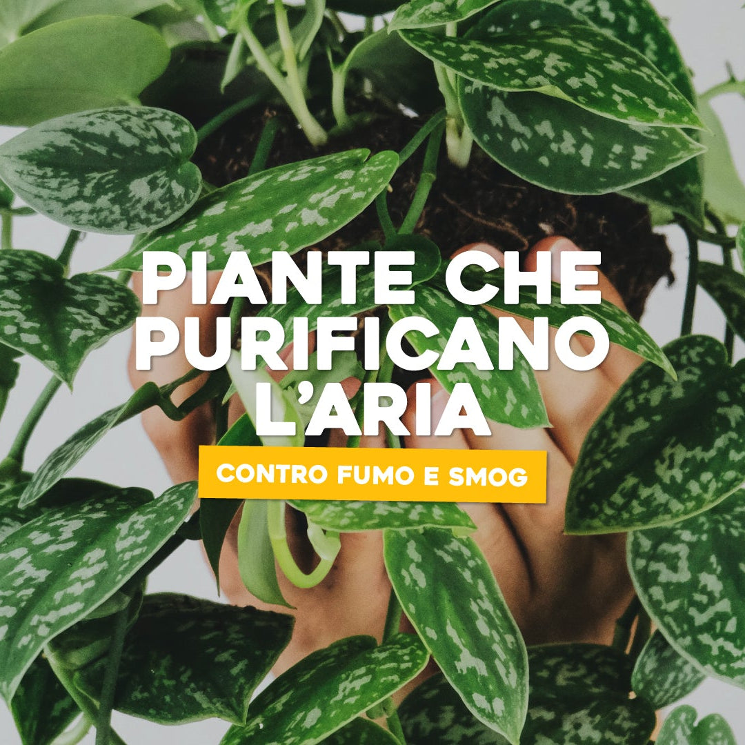 Piante strane: 6 varietà da coltivare in casa – Simegarden