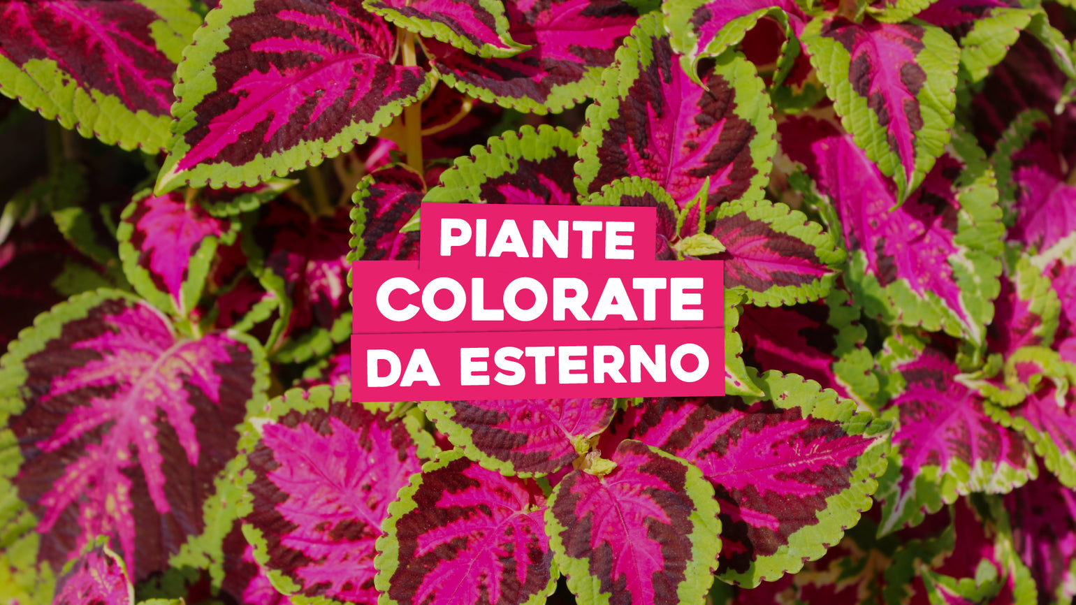 Piante colorate da esterno: 5 da scegliere – Simegarden