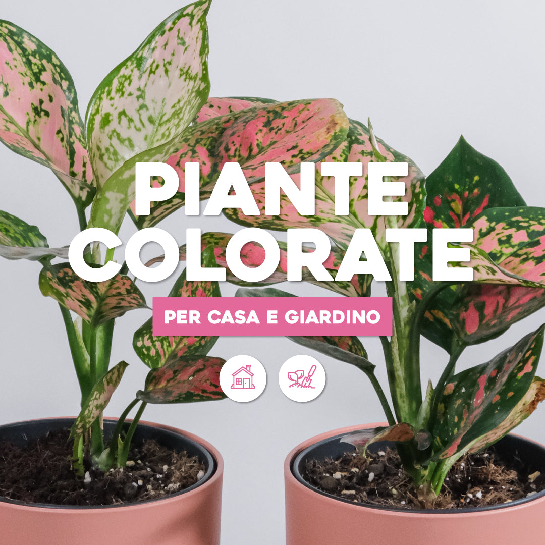 Piante acidofile: quali sono, elenco e come curarle – Simegarden