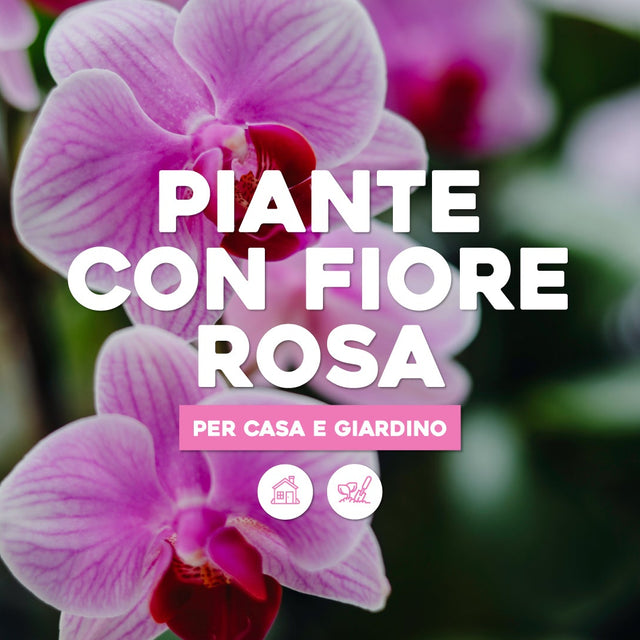 Piante erbacee: definizione, nomi e caratteristiche – Simegarden
