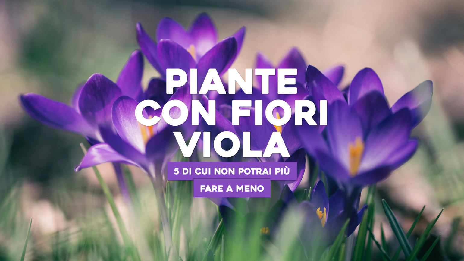 Piante con fiore viola: 5 di cui non potrai più fare a meno – Simegarden