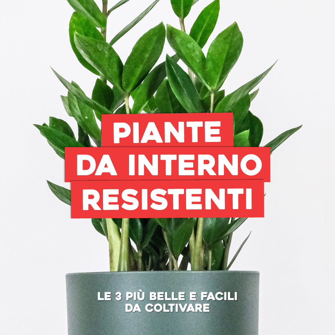 Piante grasse da interno: le 5 più belle e facili da curare – Simegarden