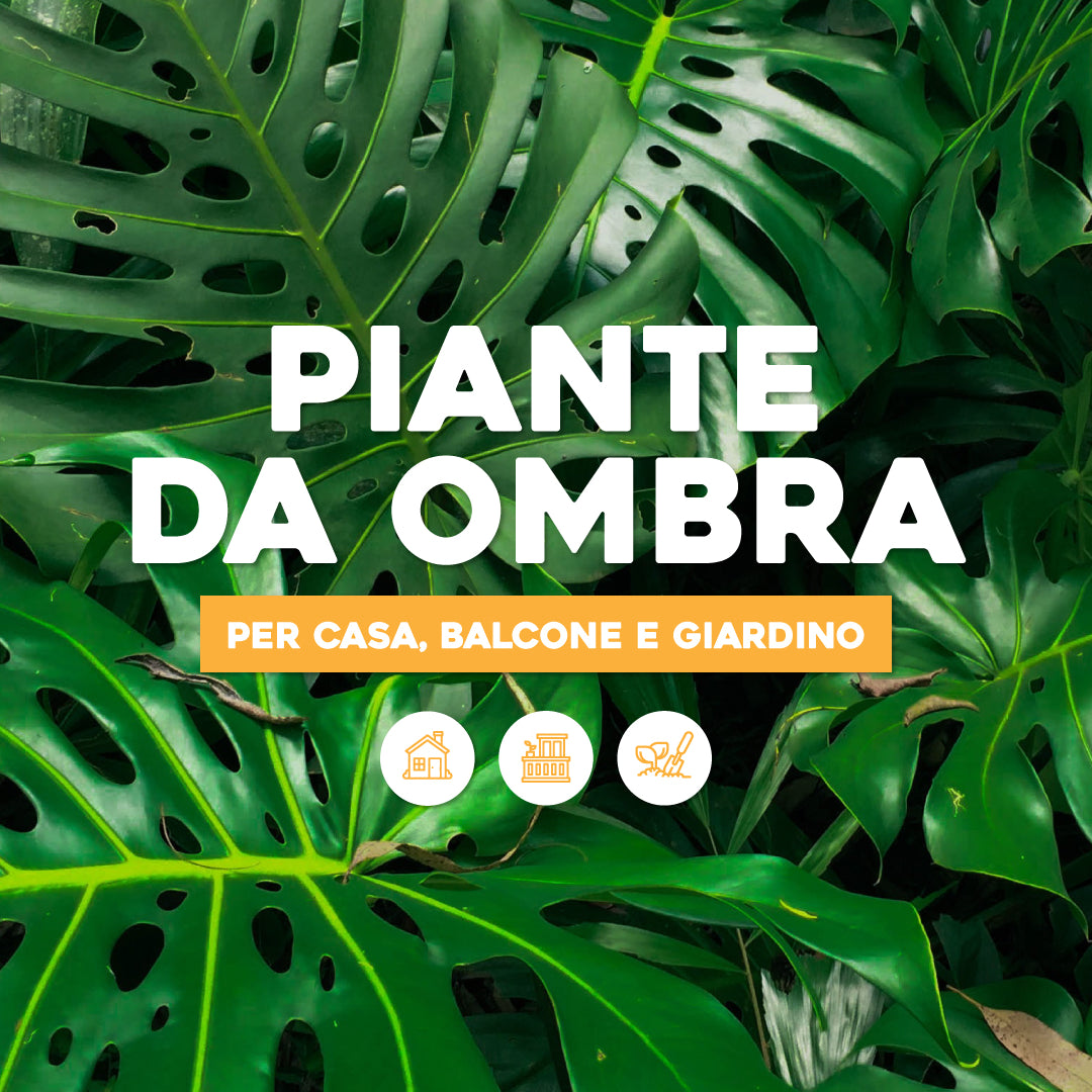 Piante a cespuglio da giardino: quali scegliere – Simegarden