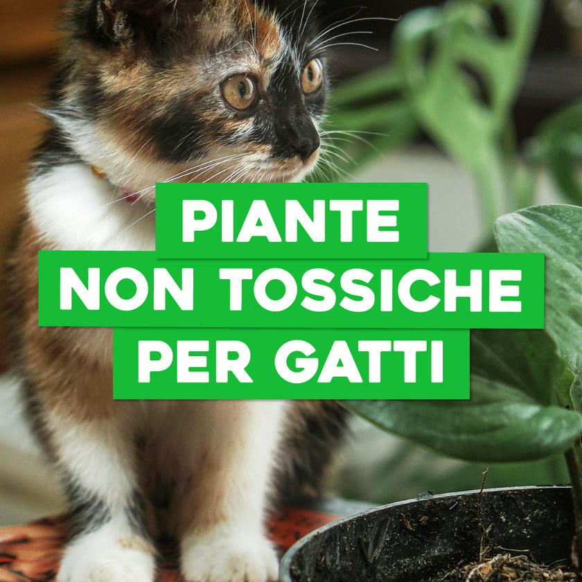 Foglie Piante Mangiate: Identifica e Sconfiggi gli Insetti Nocivi ...