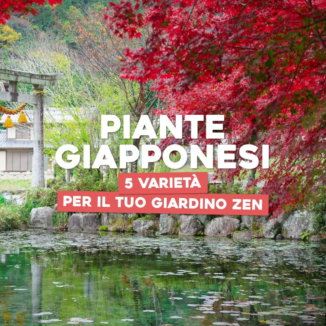 Piante con fiore azzurro: le 5 più belle da coltivare – Simegarden