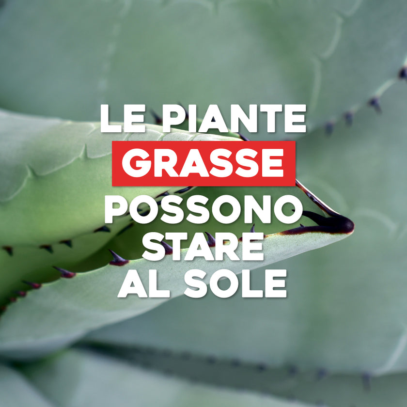 Le Piante Grasse Possono Stare Fuori in Inverno: Come Proteggere le Tu ...