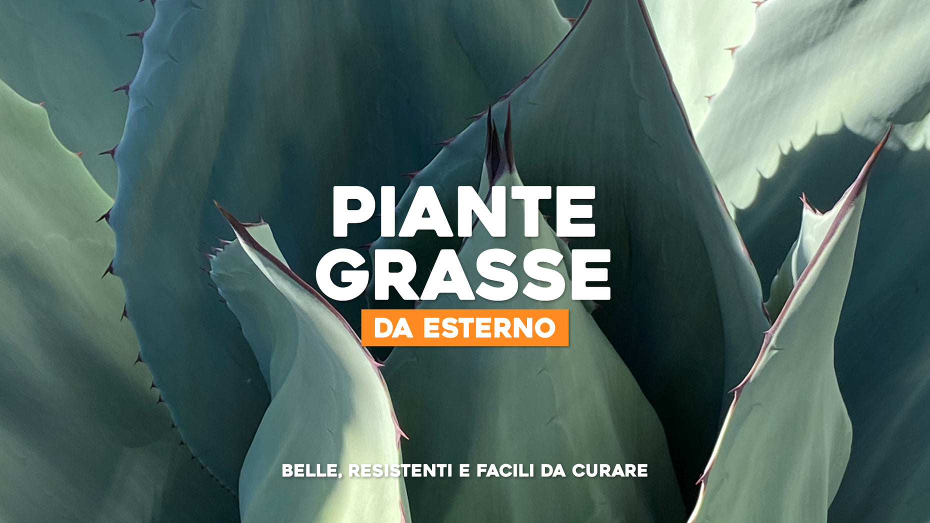Piante grasse da esterno: le più belle, resistenti e facili da curare ...