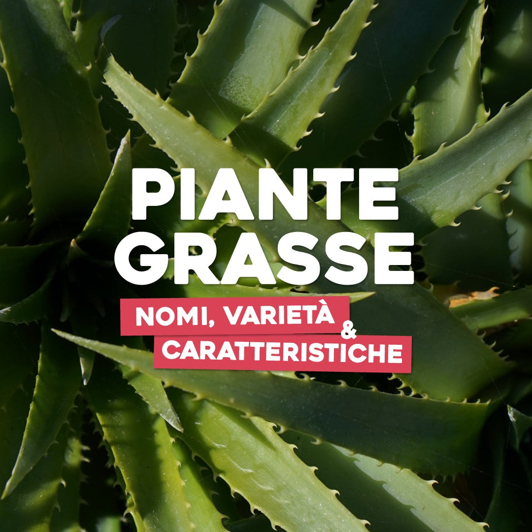 Piante erbacee: definizione, nomi e caratteristiche – Simegarden