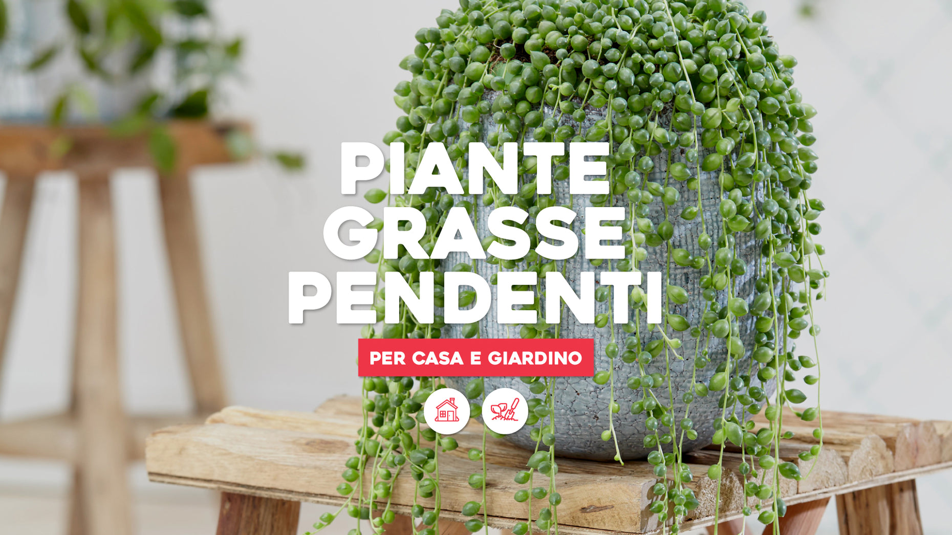 Piante grasse pendenti per casa o giardino: le 4 più belle – Simegarden