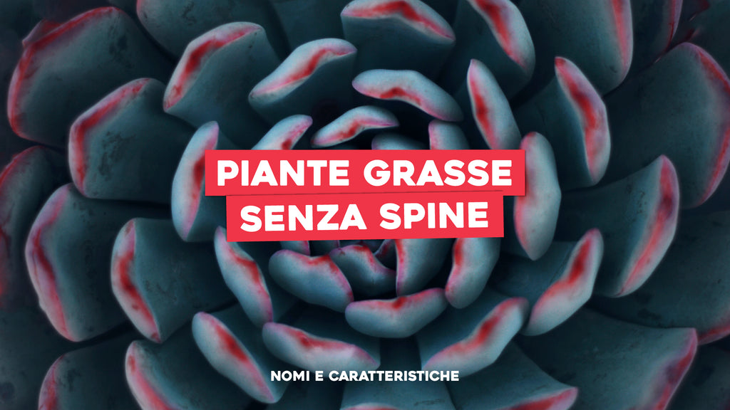 Piante grasse senza spine: nomi e caratteristiche – Simegarden