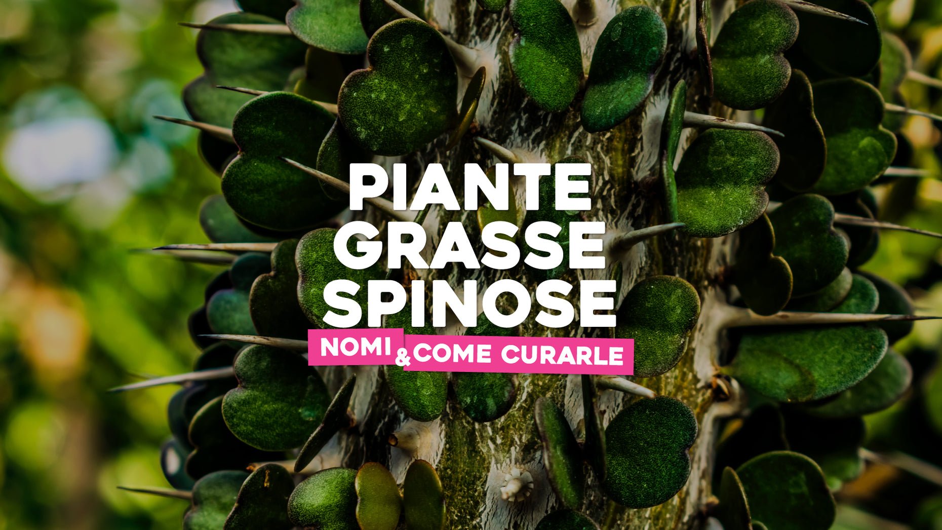 Piante grasse spinose: nomi e come curarle – Simegarden