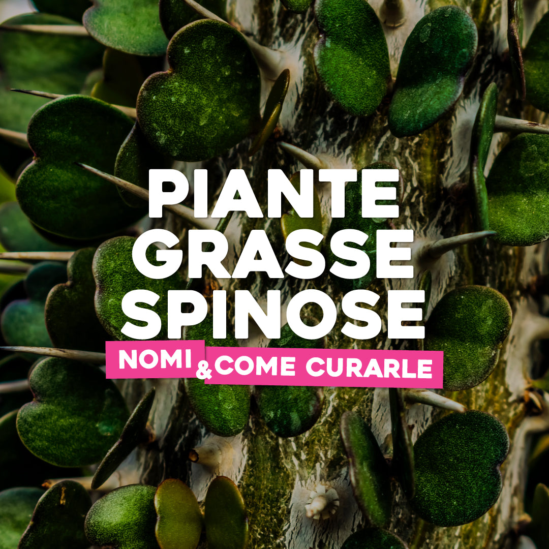 Piante a cespuglio da giardino: quali scegliere – Simegarden