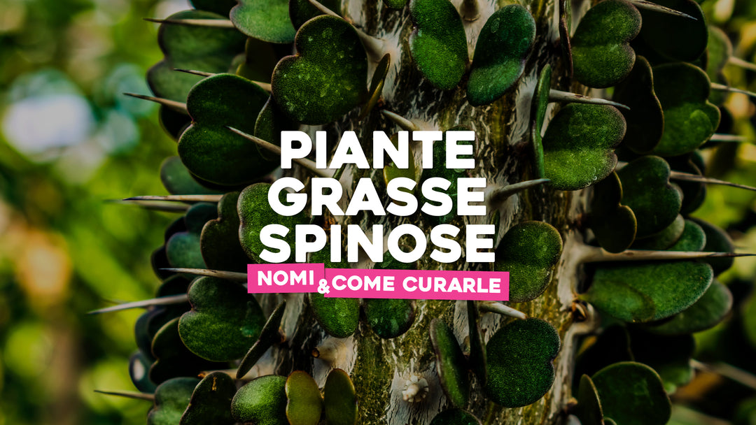Piante grasse spinose: nomi e come curarle – Simegarden