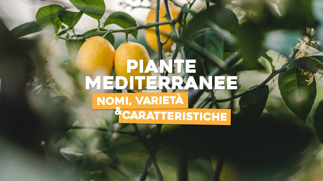Piante mediterranee: quali sono, caratteristiche e varietà – Simegarden