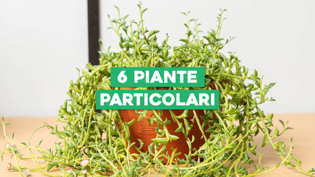 Le 6 piante particolari e strane da coltivare – Simegarden