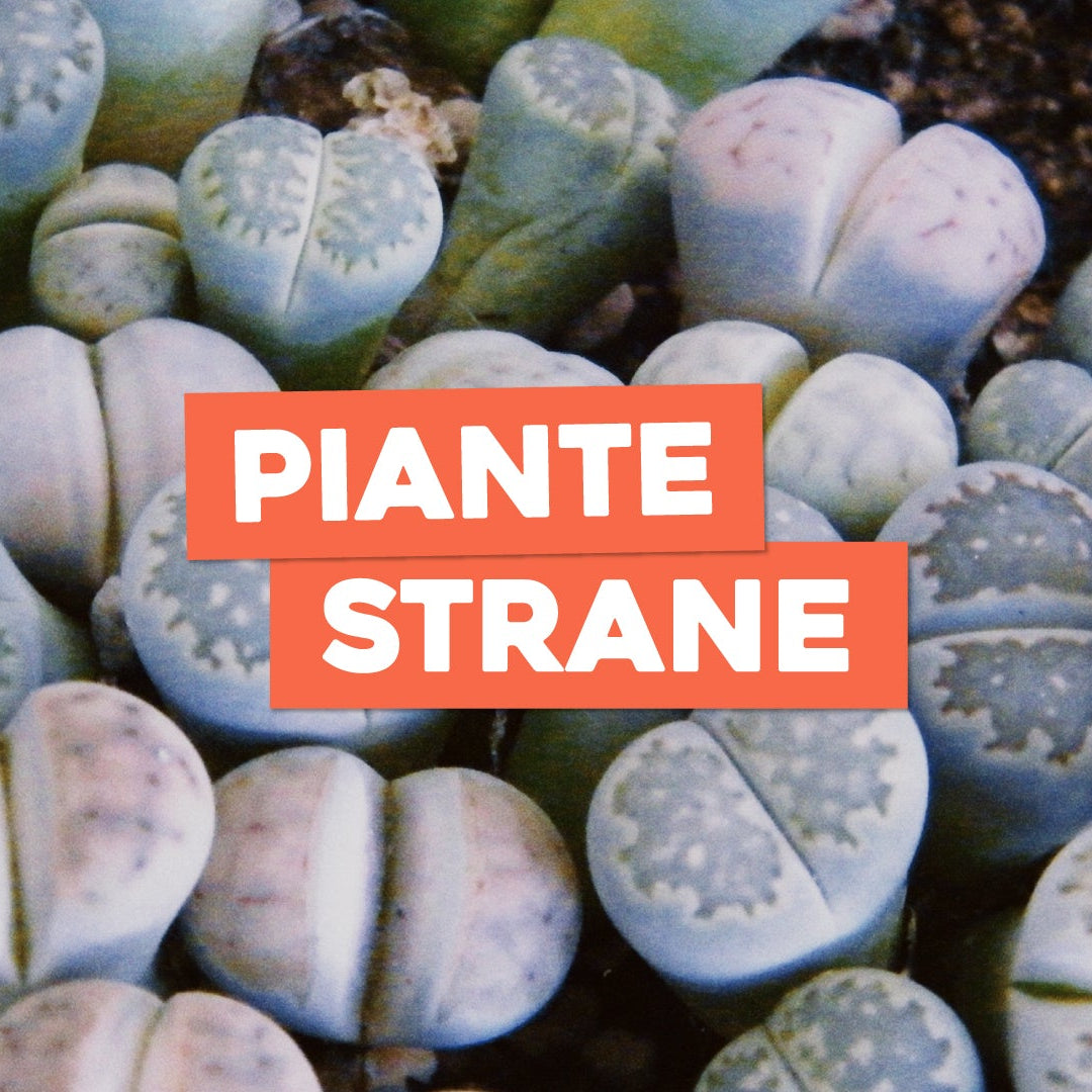 Nomi di piante: elenco per varietà – Simegarden