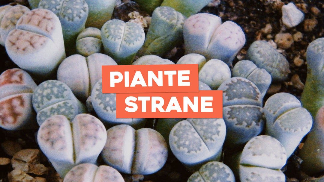 Piante strane: 6 varietà da coltivare in casa – Simegarden