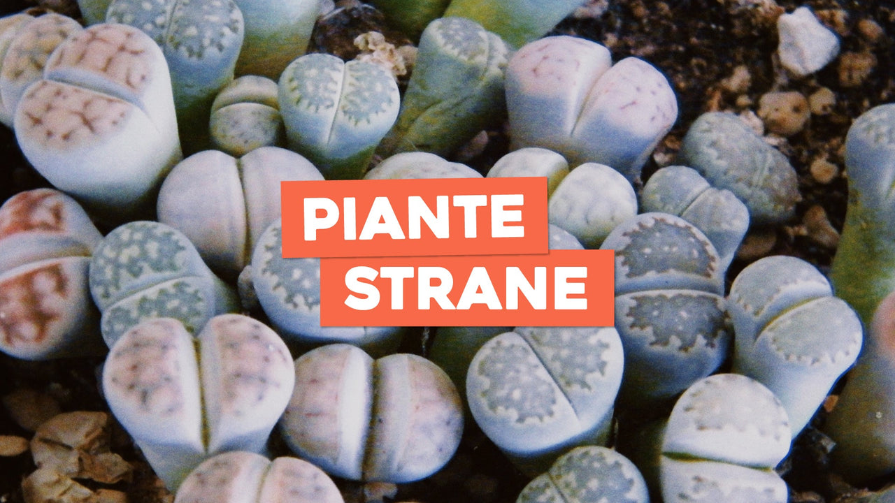 Piante strane: 6 varietà da coltivare in casa – Simegarden