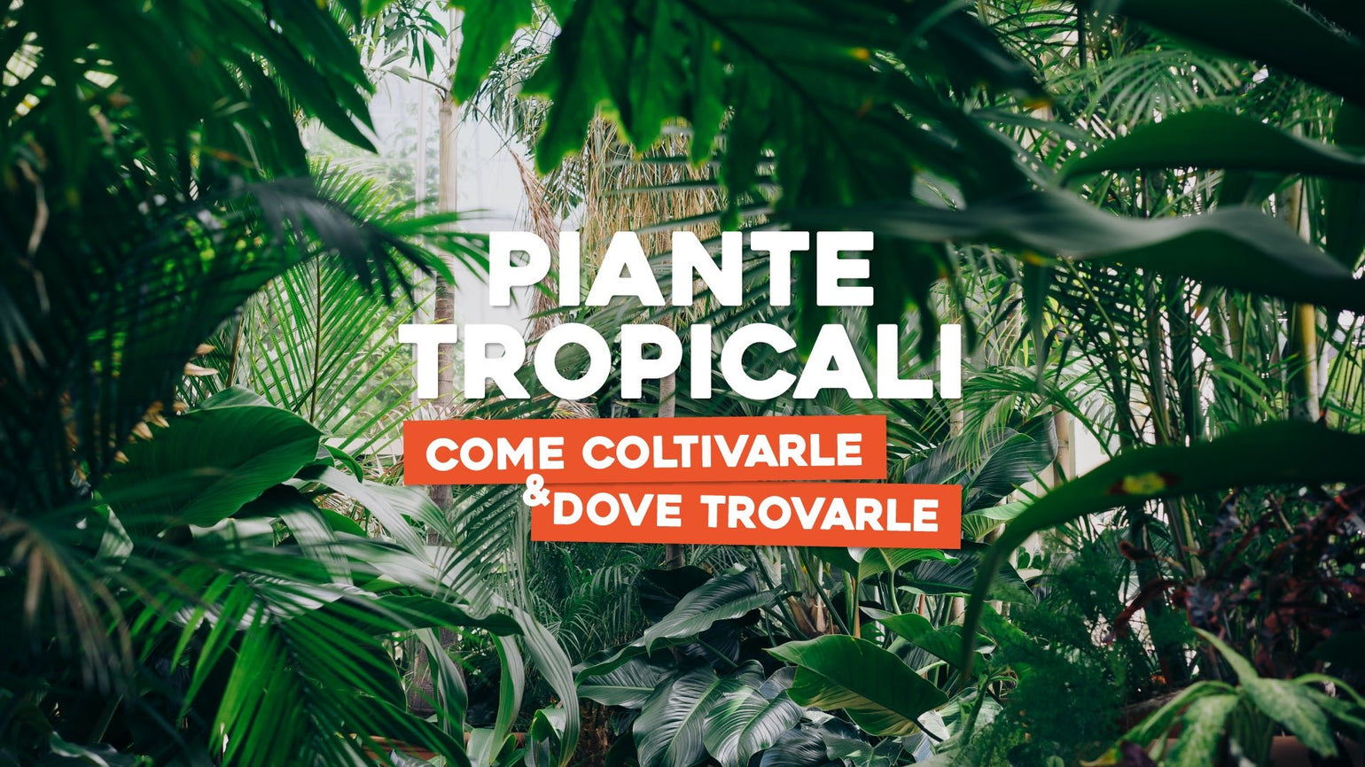 Piante tropicali: nomi, coltivazione e dove trovarle – Simegarden