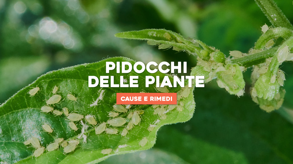 Pidocchi delle piante: cause e rimedi per eliminare gli afidi – Simegarden