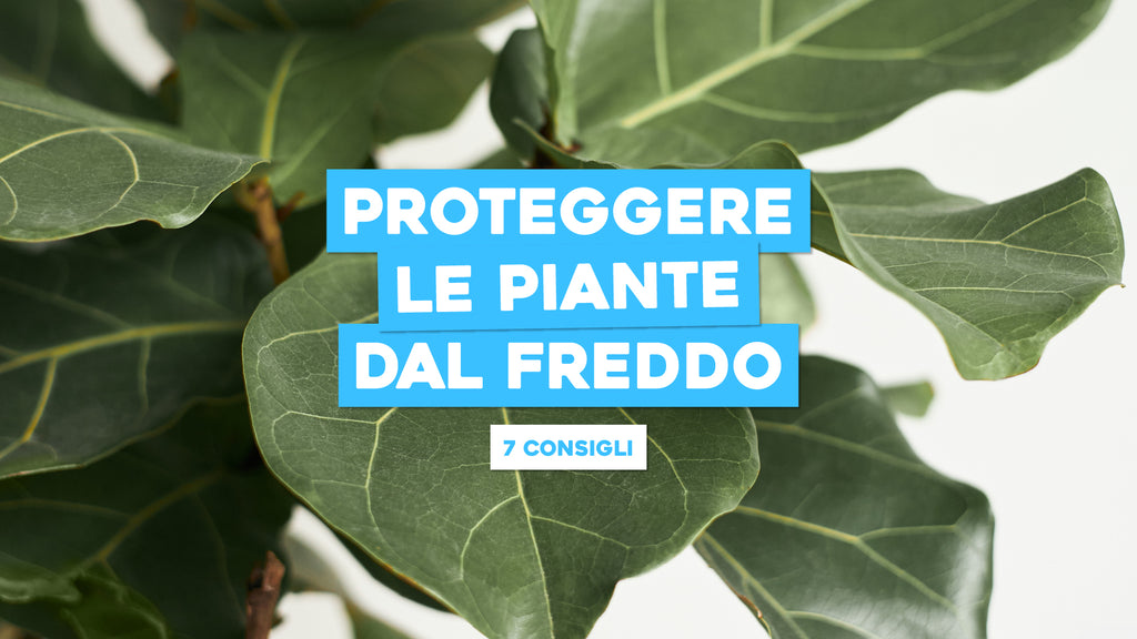 Come proteggere le piante dal freddo: 7 consigli – Simegarden