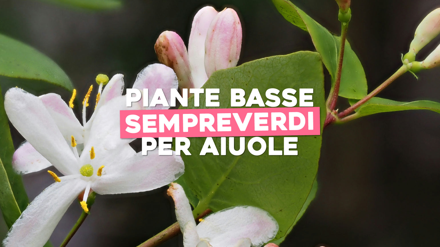 Piante Basse Sempreverdi per Aiuole: Un Tappeto Verde che Resiste all ...