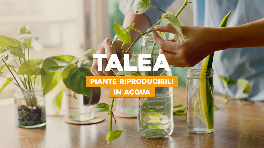 Piante talea: l'elenco di tutte le piante riproducibili per talea in a ...