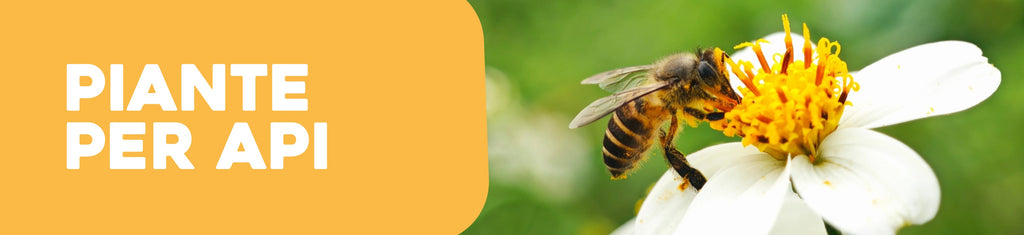 Piante per api – Simegarden