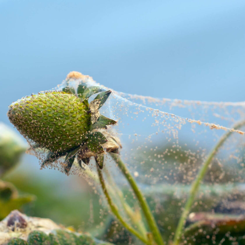 Antiparassitari piante – Simegarden