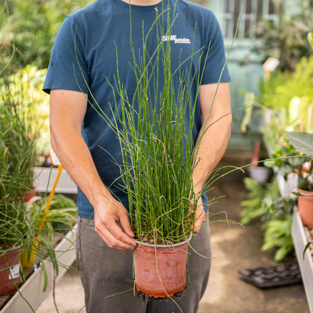 Equiseto pianta (Equisetum hyemale) – Simegarden