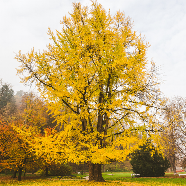 Ginkgo biloba albero - Ginkgo biloba - Ginkgo – Simegarden