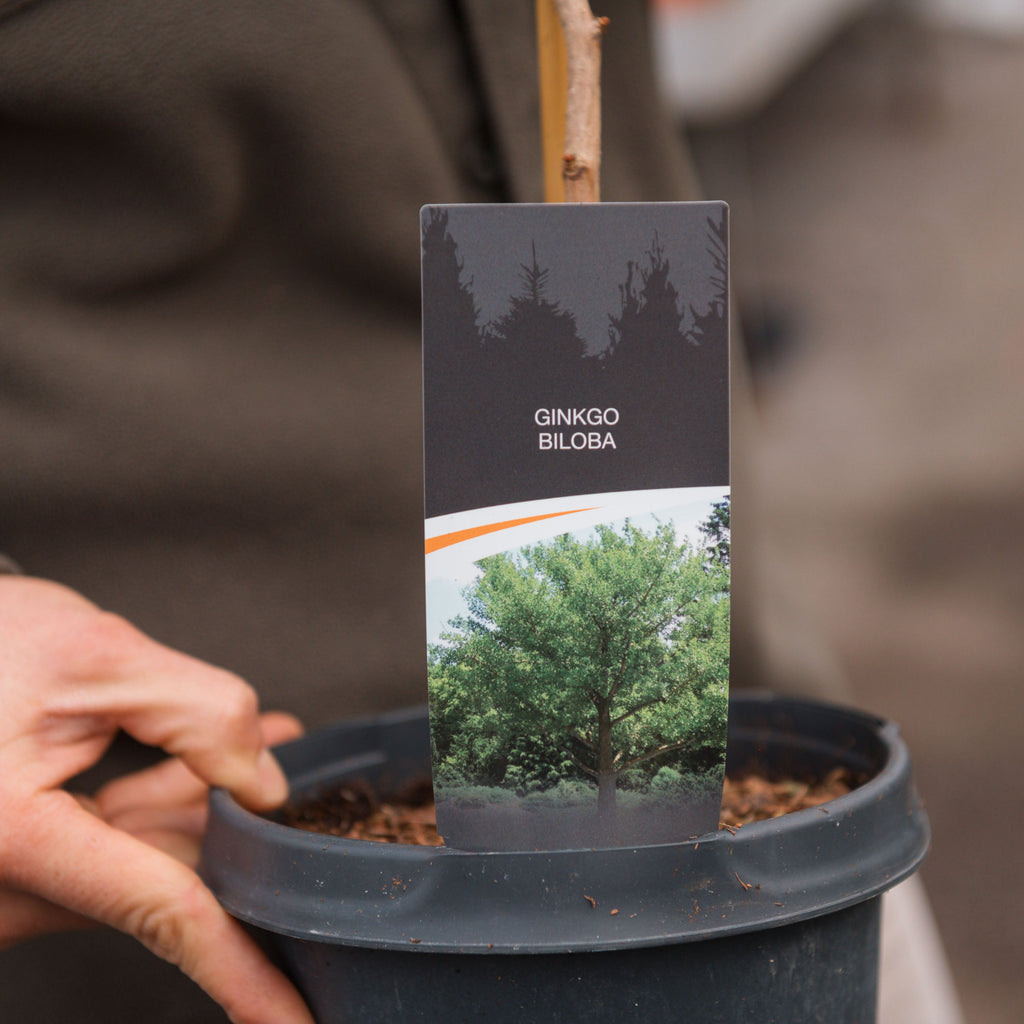 Ginkgo biloba albero - Ginkgo biloba - Ginkgo – Simegarden