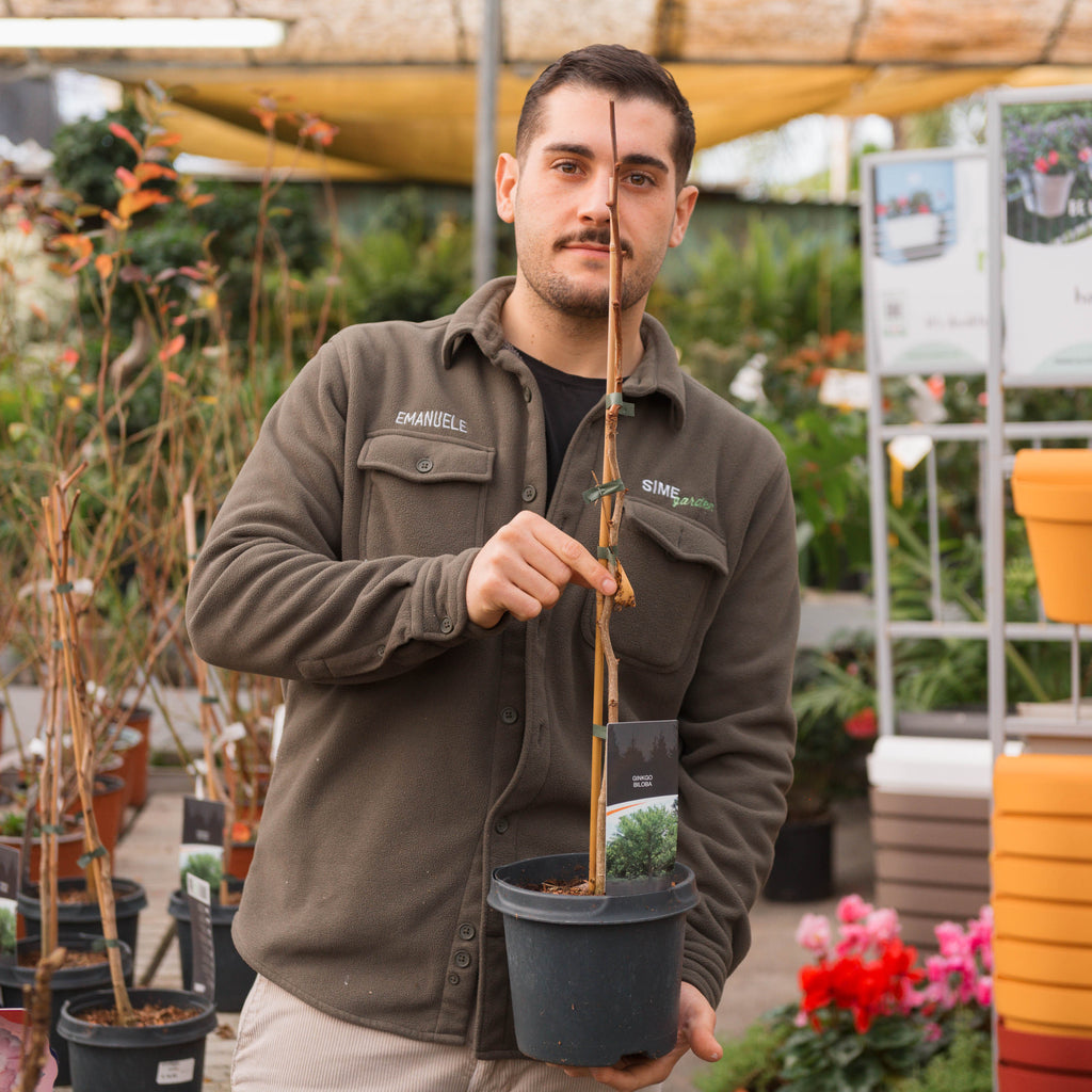 Ginkgo biloba albero - Ginkgo biloba - Ginkgo – Simegarden