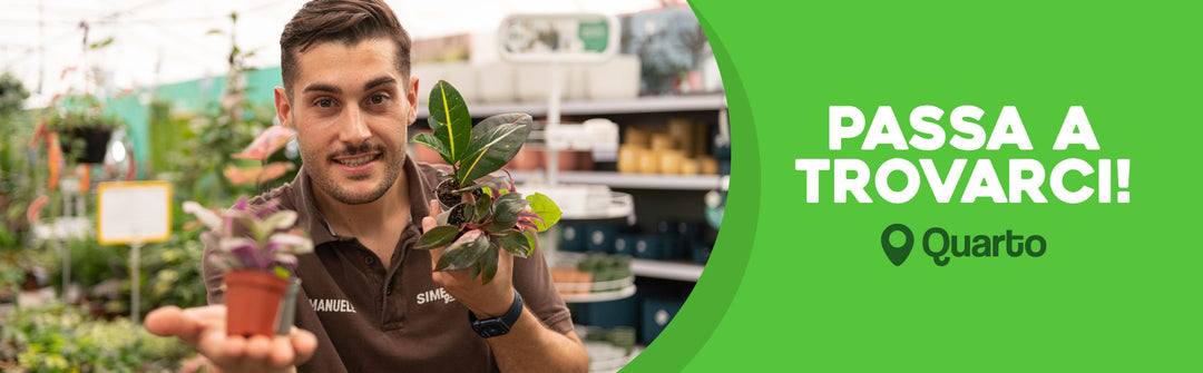 Come piantare piante grasse: i nostri consigli – Simegarden