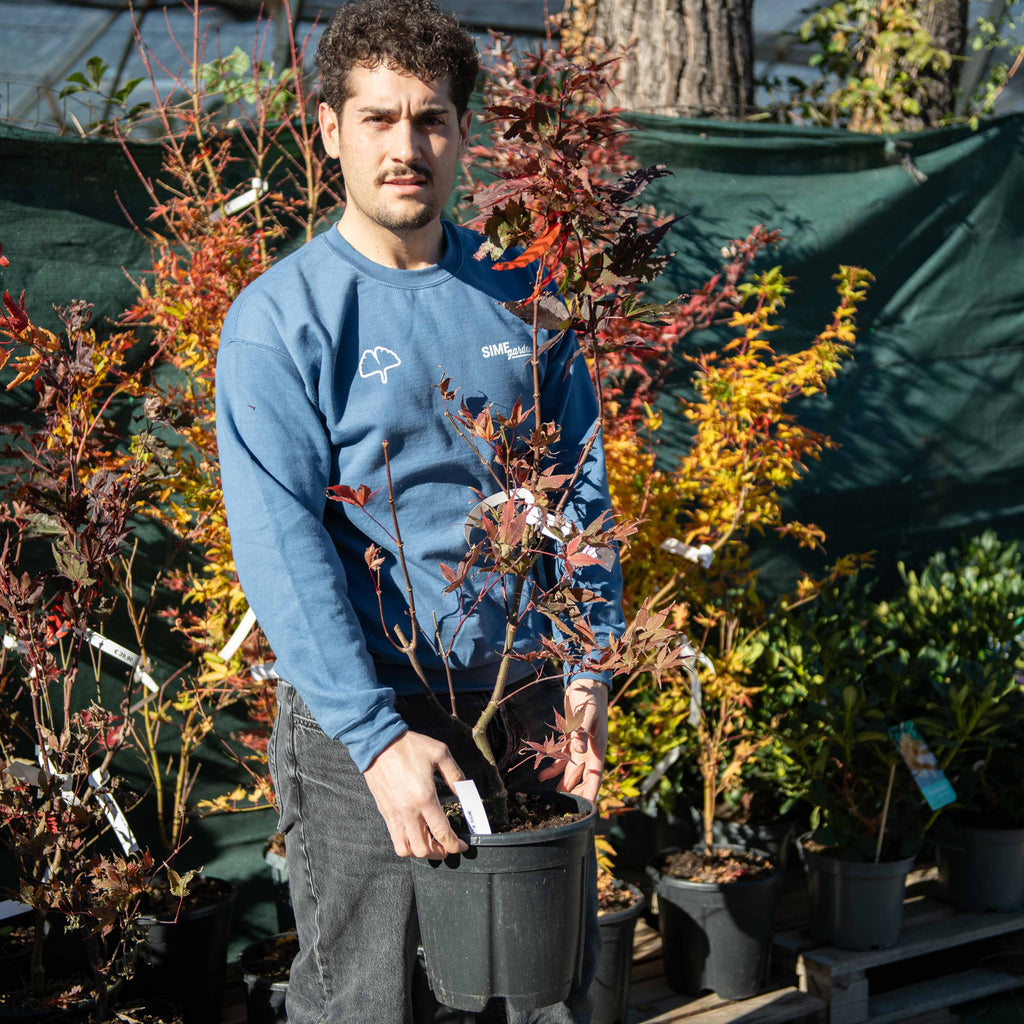 Acer palmatum okagami – Simegarden