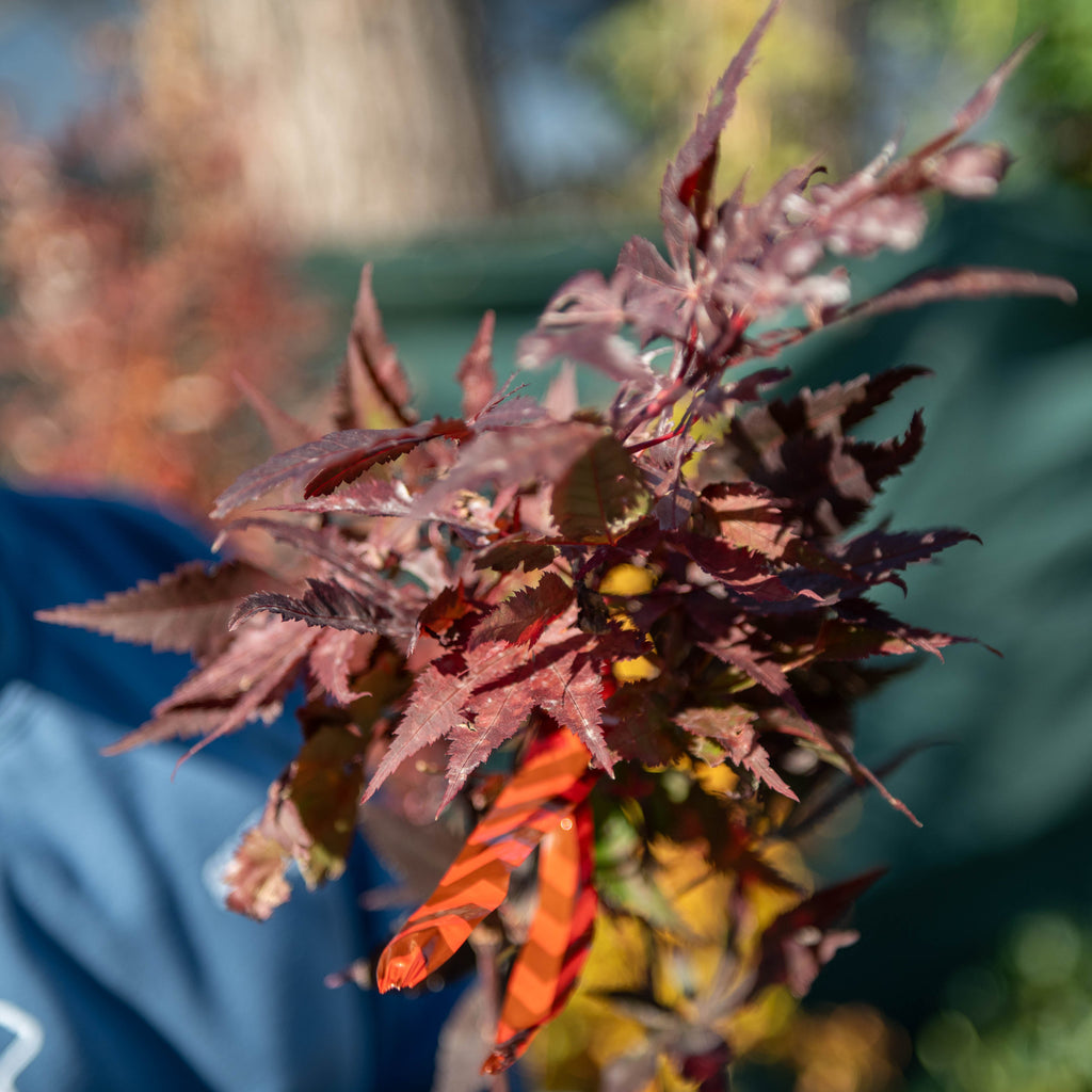 Acer palmatum okagami – Simegarden