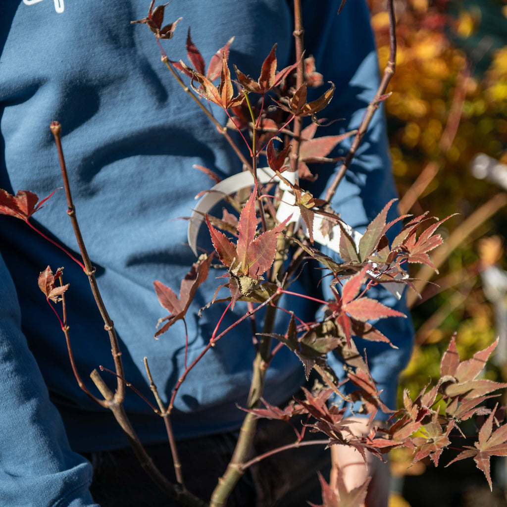 Acer palmatum okagami – Simegarden