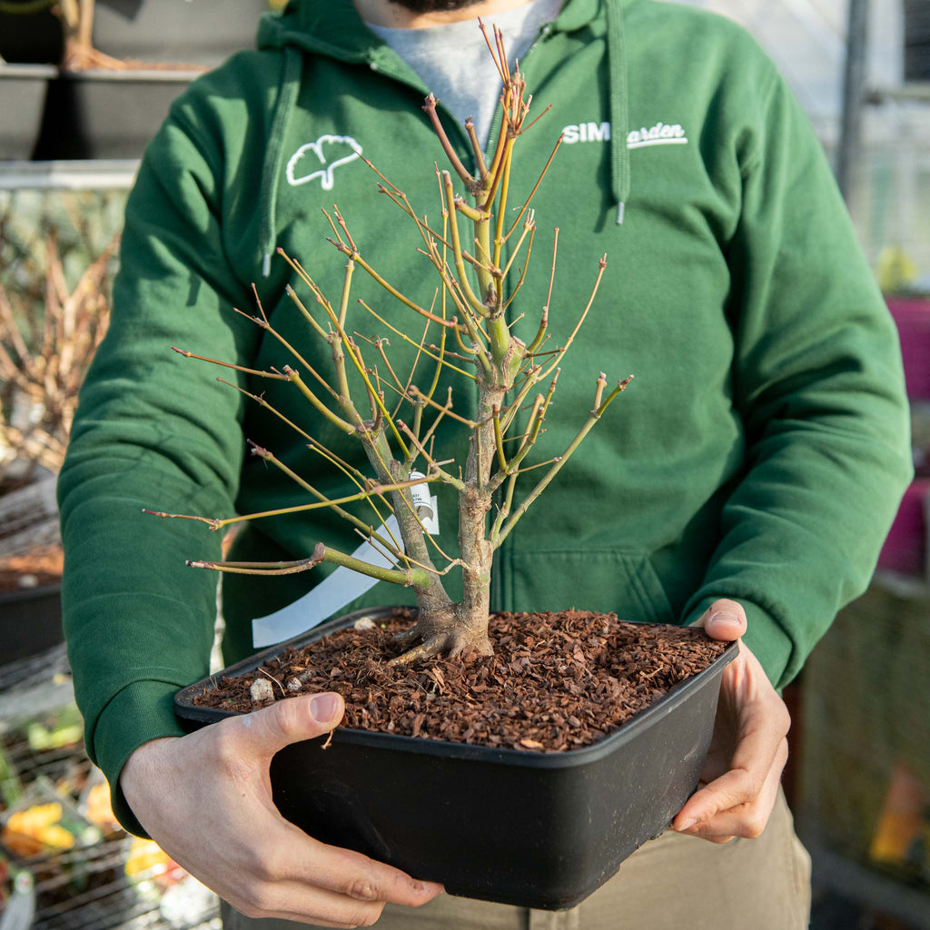 Acer polymorphum (Acero polimorfo) – Simegarden