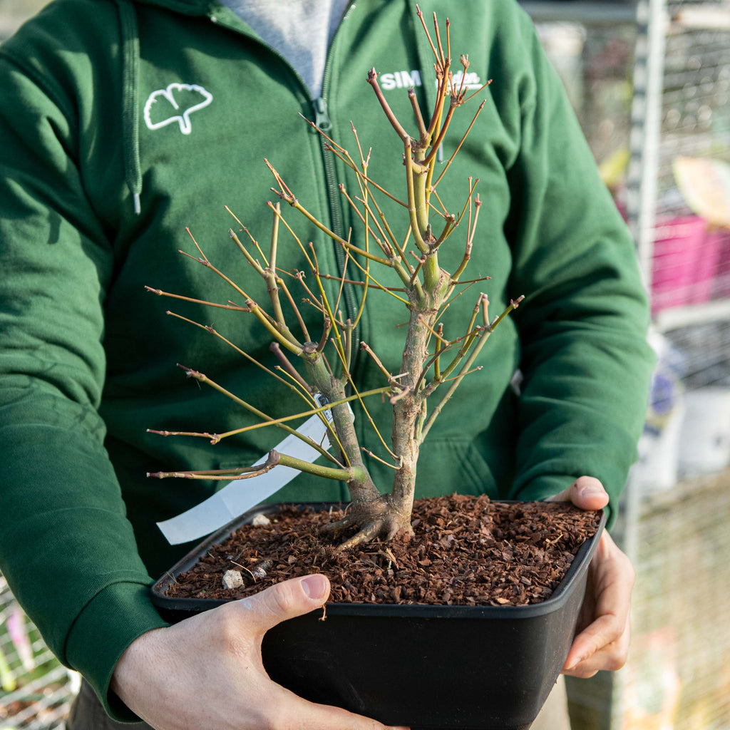 Acer polymorphum (Acero polimorfo) – Simegarden