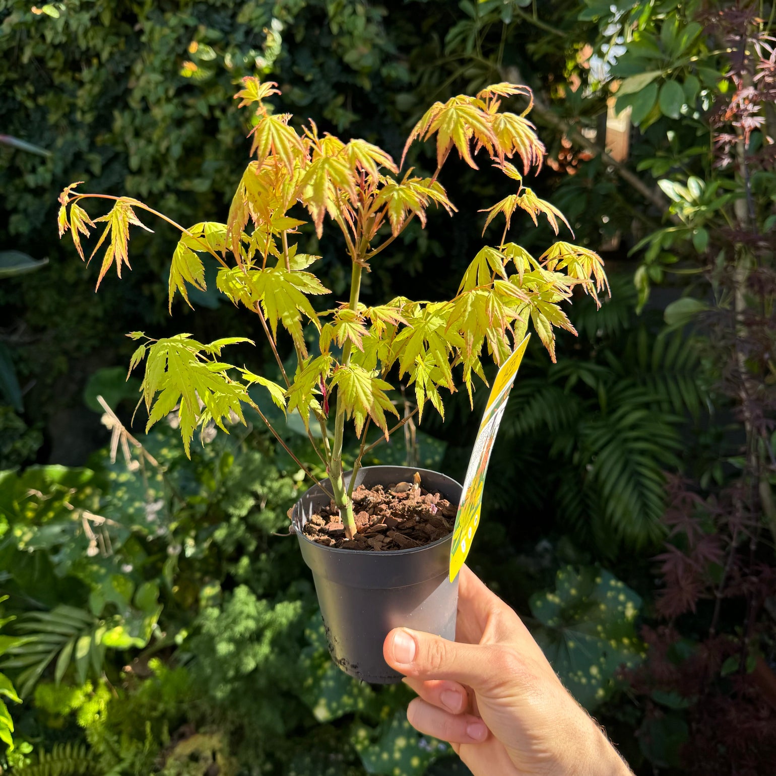 Aceri – Simegarden