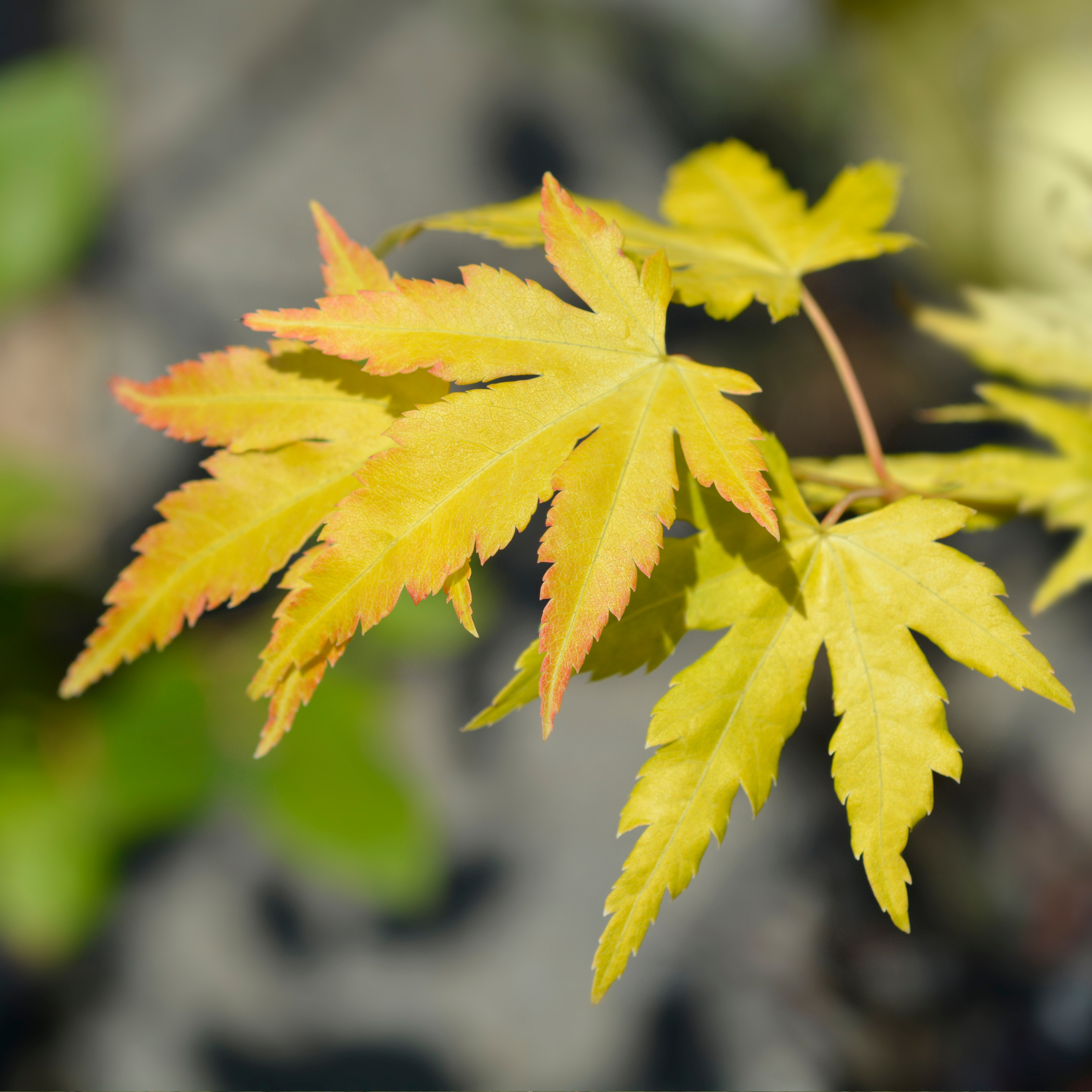 Aceri – Simegarden