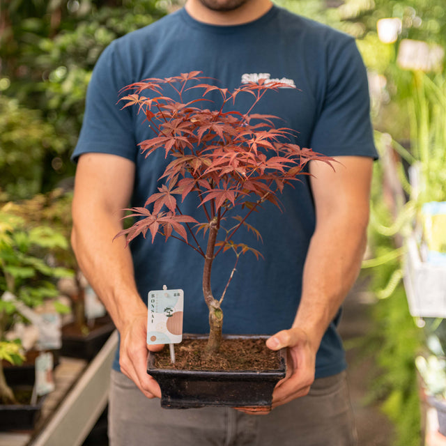 Aceri – Simegarden