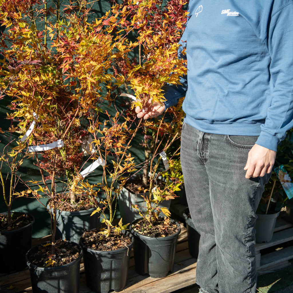 Acero sango kaku – Simegarden