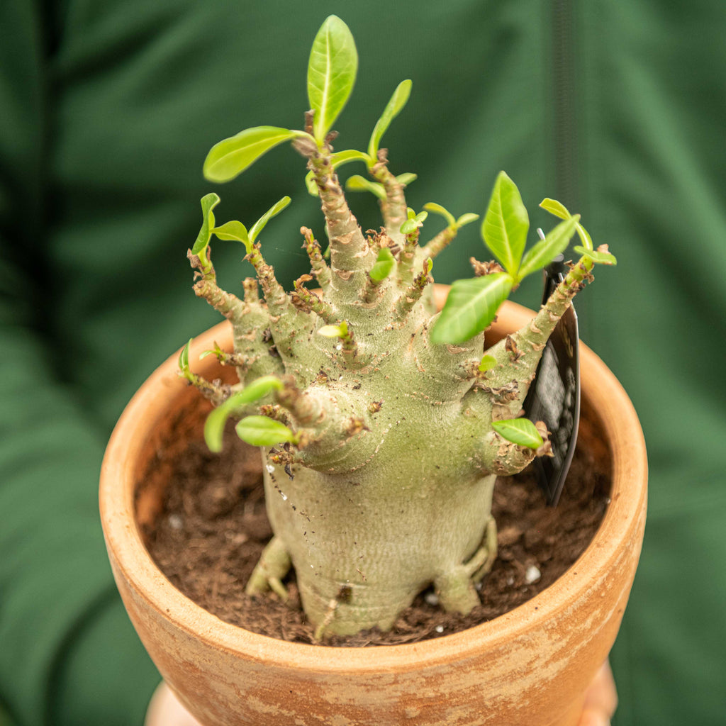 Adenium arabicum – Simegarden