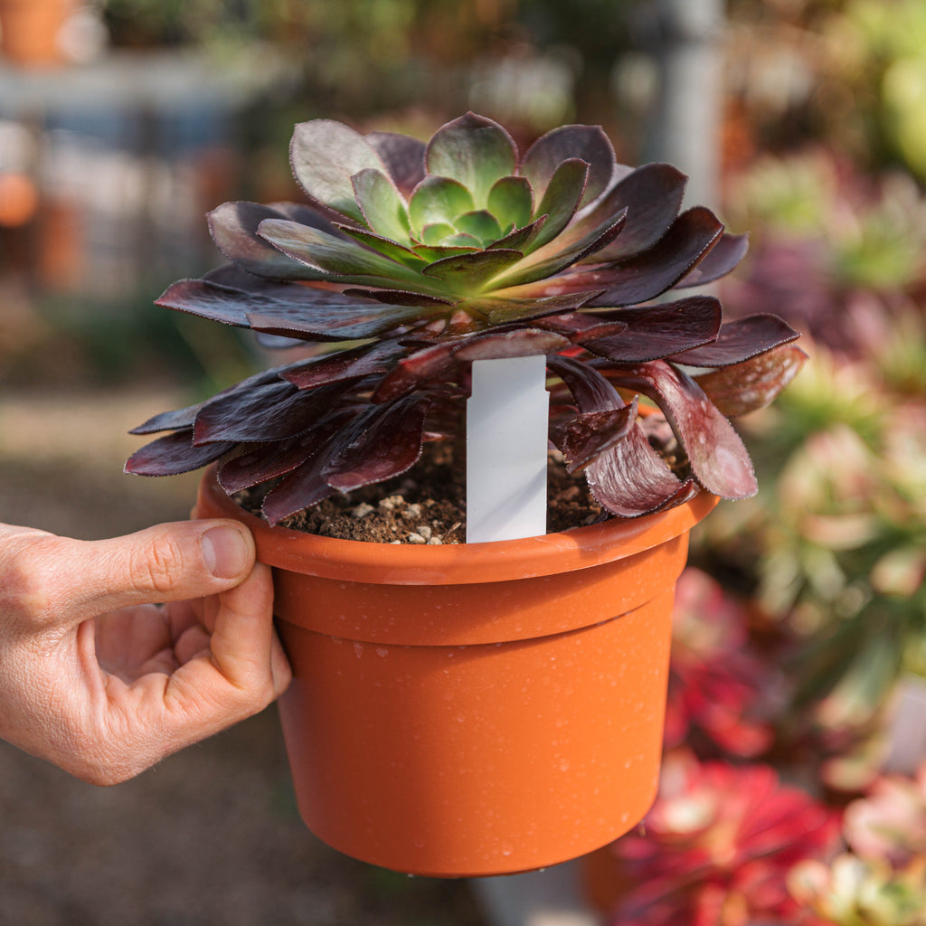 x Semponium Destiny – Simegarden