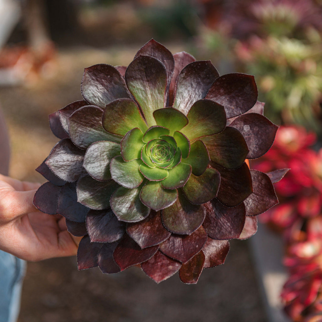 x Semponium Destiny – Simegarden